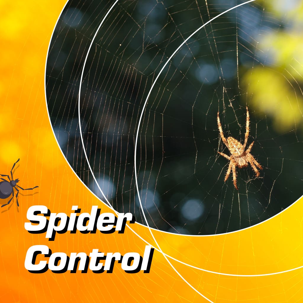 Spider Control Services | Capricorn Pest Inspections