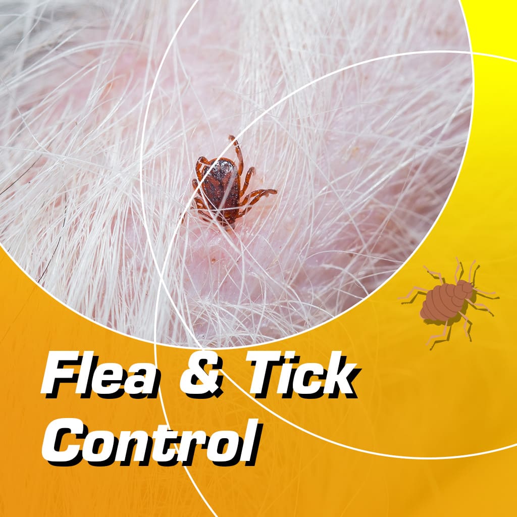Flea & Tick Control Services | Capricorn Pest Inspections