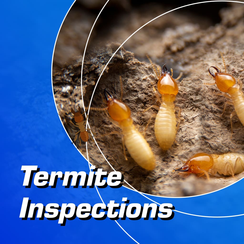 Termite Inspections & Removal | Protect Your Home